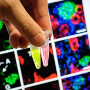 NTU scientists develop luminescent probe for kidney failure