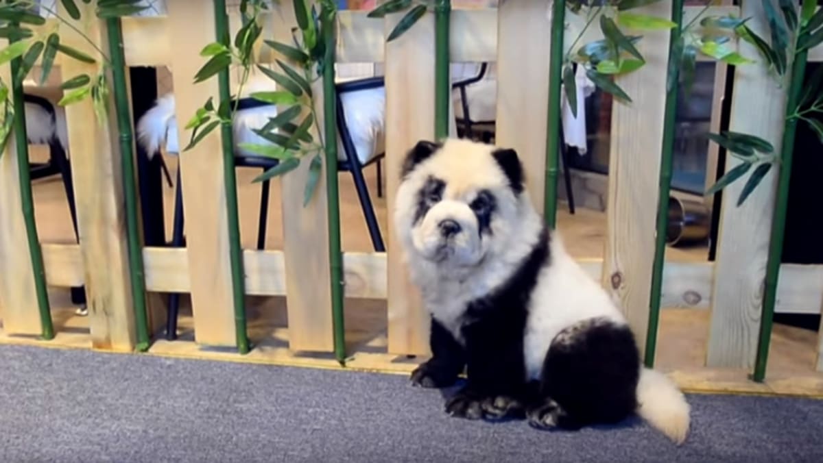 Kafe Panda ini rupa-rupanya penuh dengan... - BERITA Mediacorp