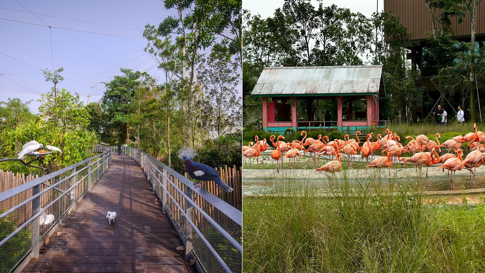 We Got A Preview Of Bird Paradise — Here’s What To Expect When The New ...