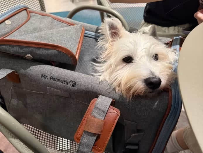 How S’poreans Travel With Pets To Japan & Europe Hassle-Free — No ...
