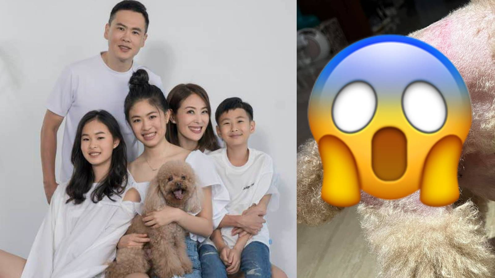 Taiwanese Model Janet Chia’s Poodle Brutally Attacked By Another Dog ...