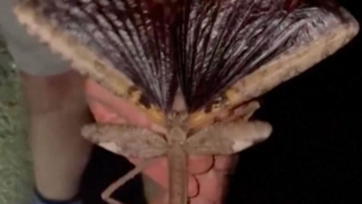 Giant Stick Insect Discovered In Australia Cna