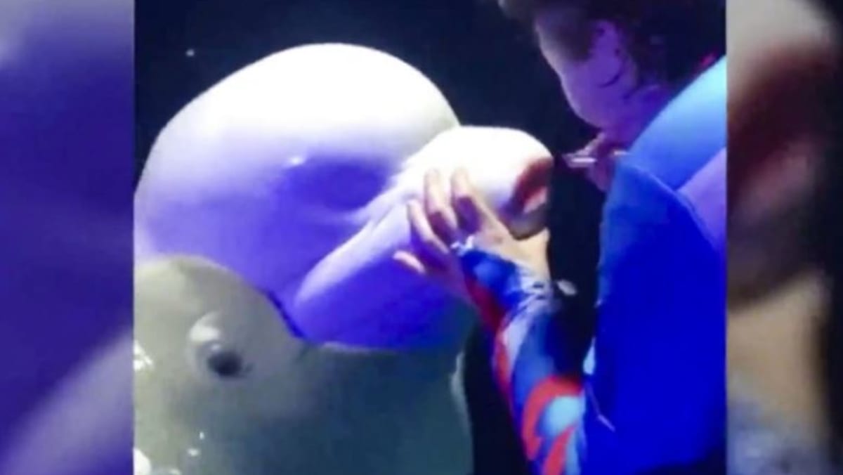 China marine park apologises after trainer puts lipstick on beluga ...
