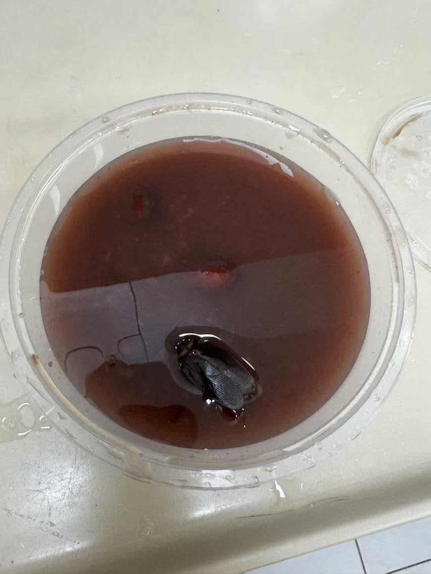 Netizen Posts Photo Of Huge Cockroach That Looks Like ‘Red Date’ In ...
