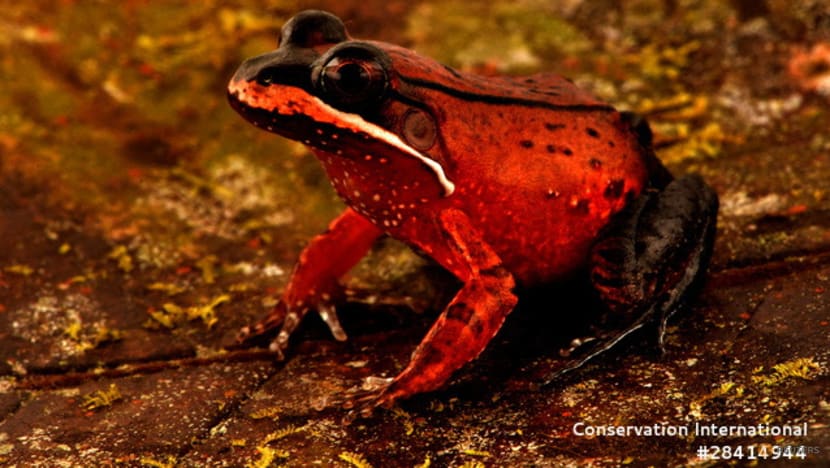 'Amphibious mouse' among 27 new species discovered in Peru's Amazon - CNA