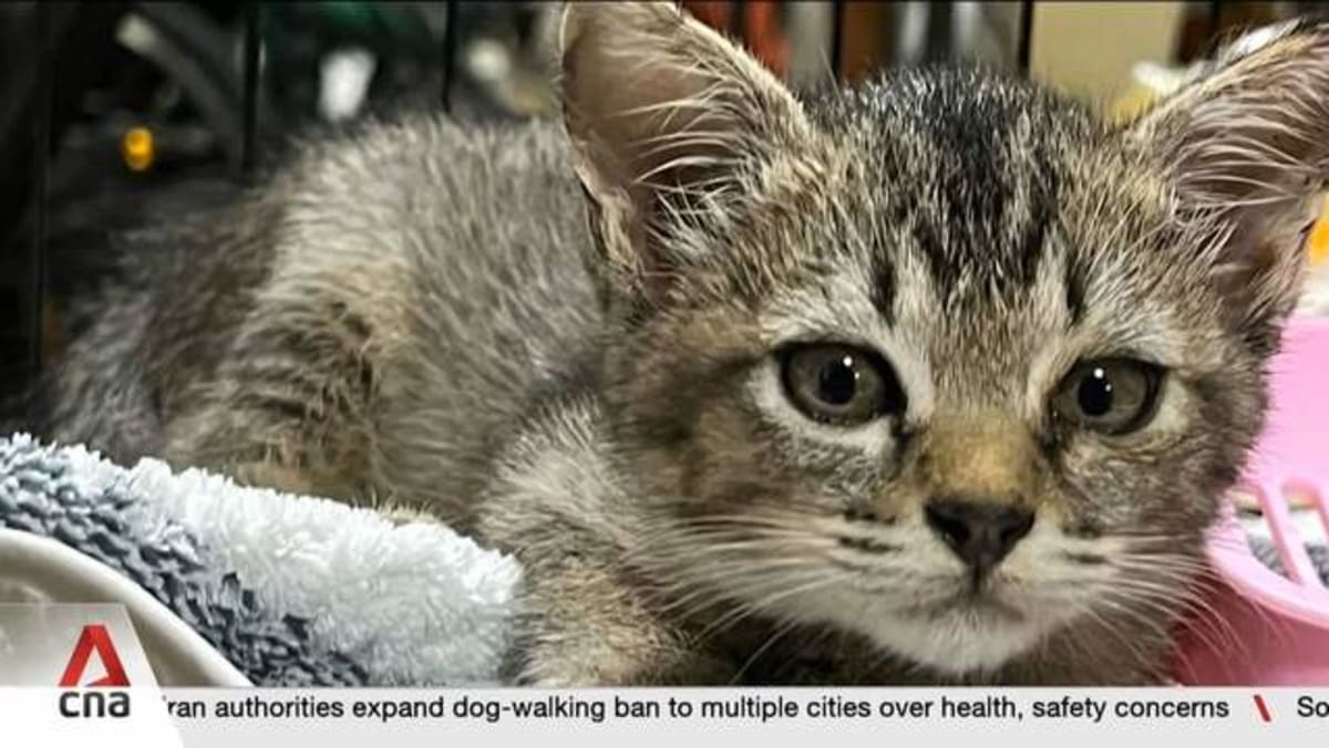 Some cat welfare groups are over capacity with more animals needing ...
