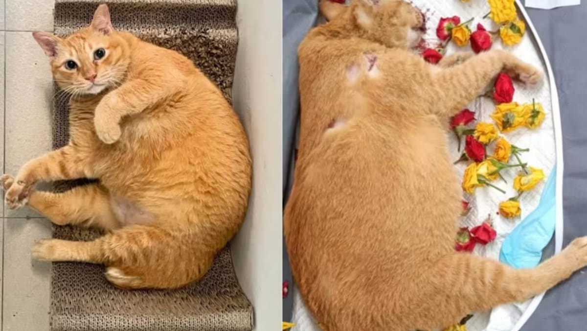 Kes dera kucing di Toa Payoh: Lelaki 26 tahun dijangka mengaku bersalah ...