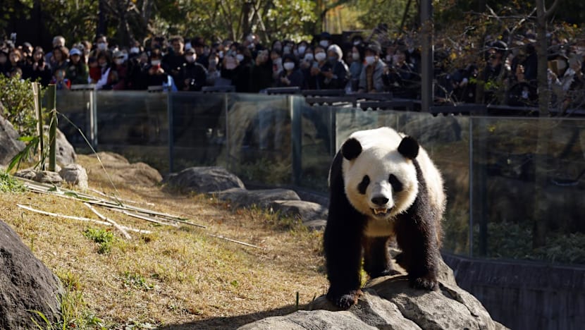 Japan's only two pandas to be sent back to China | HardwareZone Forums