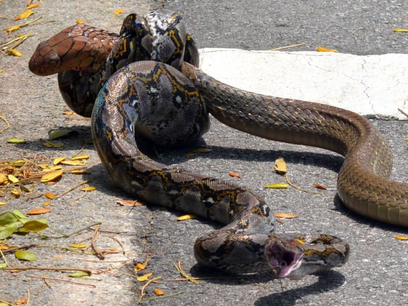 Gallery: Cobra and python spotted ‘fighting’ on NTU campus - TODAY