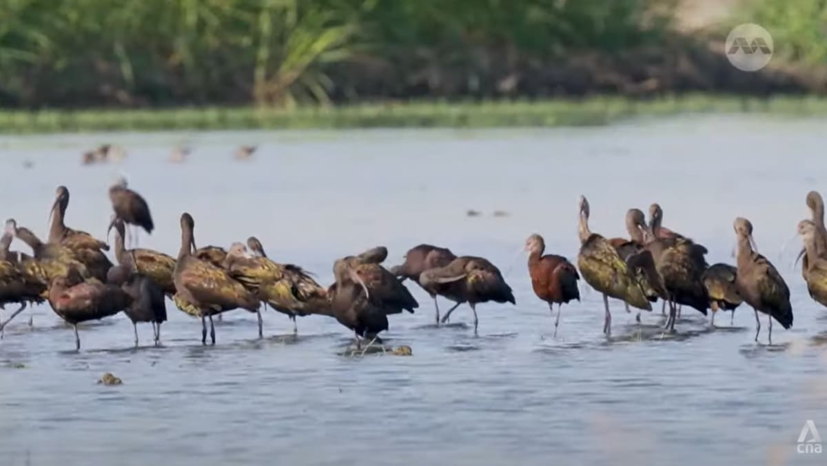 What are US cities doing to reduce the deaths of billions of birds from ...