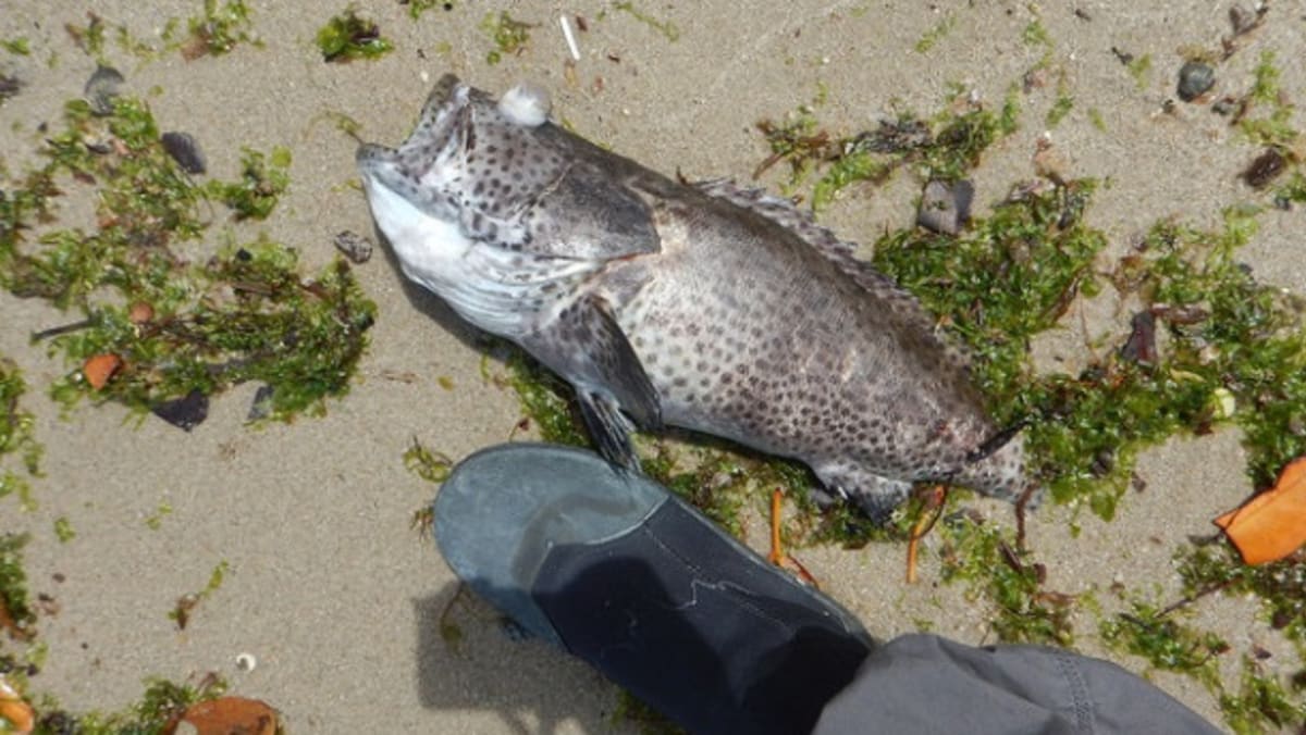 Mass fish deaths: Email warning against eating locally farmed fish a ...