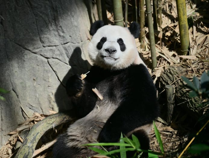 ‘Very Important Panda’ Le Le will get first class treatment from SIA on ...