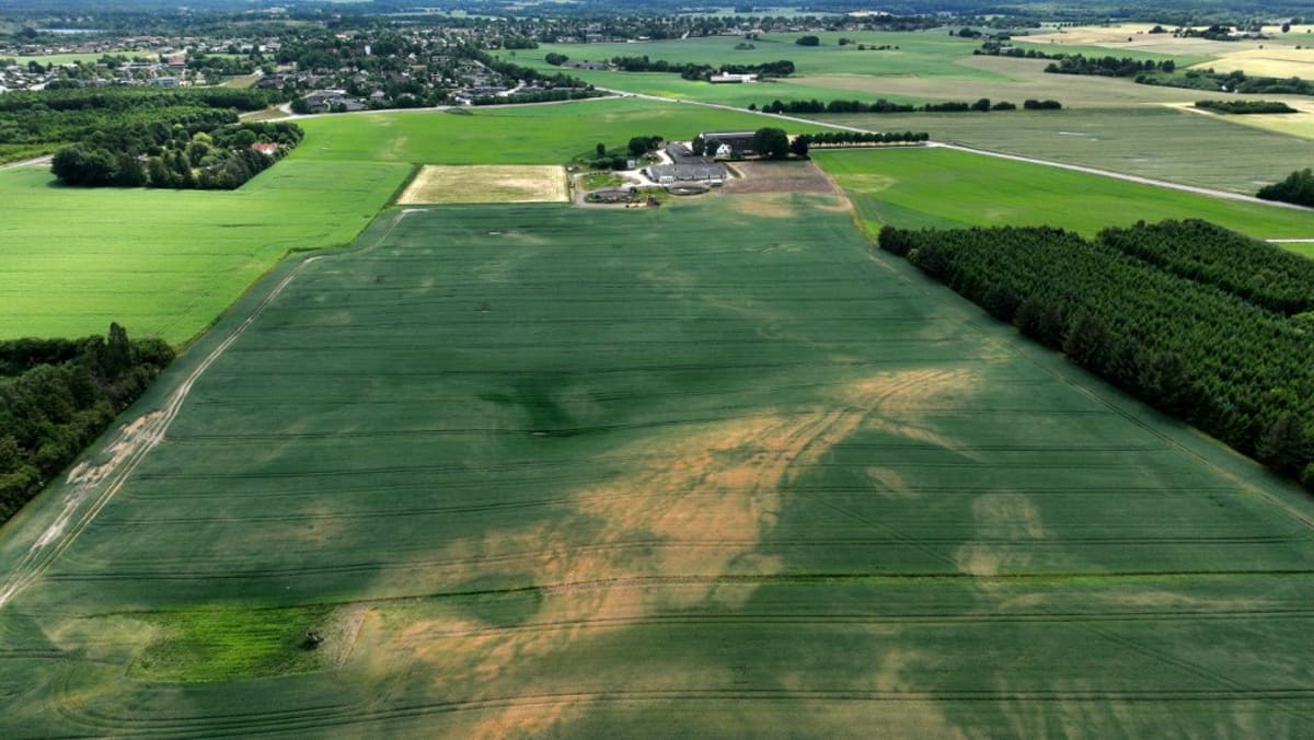 Denmark to convert 15% of farmland to forest to cut fertiliser use - CNA