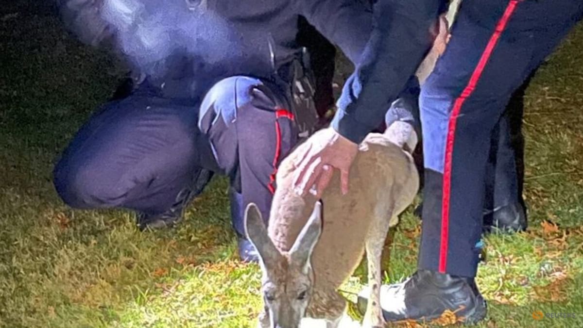 Escaped kangaroo captured after punching Canadian officer - TODAY
