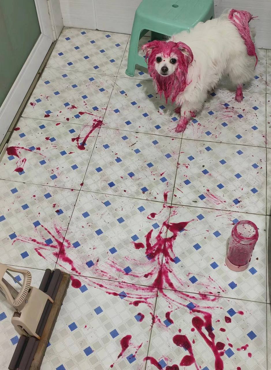 Odd Trend On Chinese Social Media Sees Dog Owners Using Fruits ...