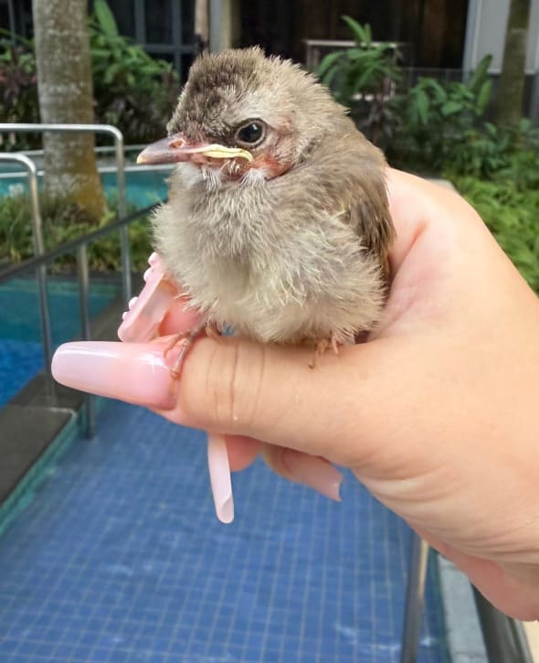 She Rescued This Tiny Bird & Nursed Back To Health; And It Hasn't ...