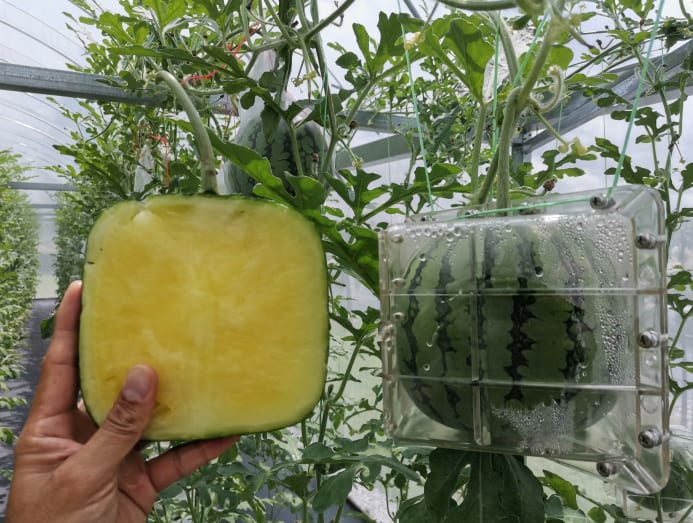square melon ltd