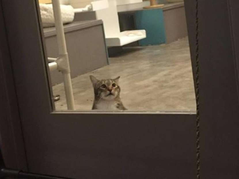 Meet Quilty, the kitty who's now an Internet star for freeing other ...