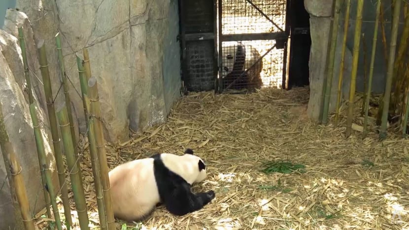 Squats, pee swaps and the ‘roller-coaster ride’ of making a panda baby ...