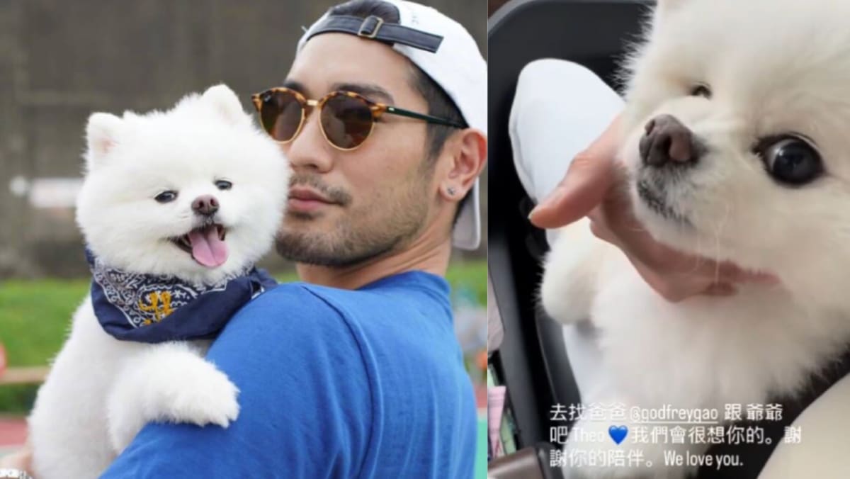 “Go Find Dad & Grandpa”: Godfrey Gao’s Dog Passes Away 6 Years After ...