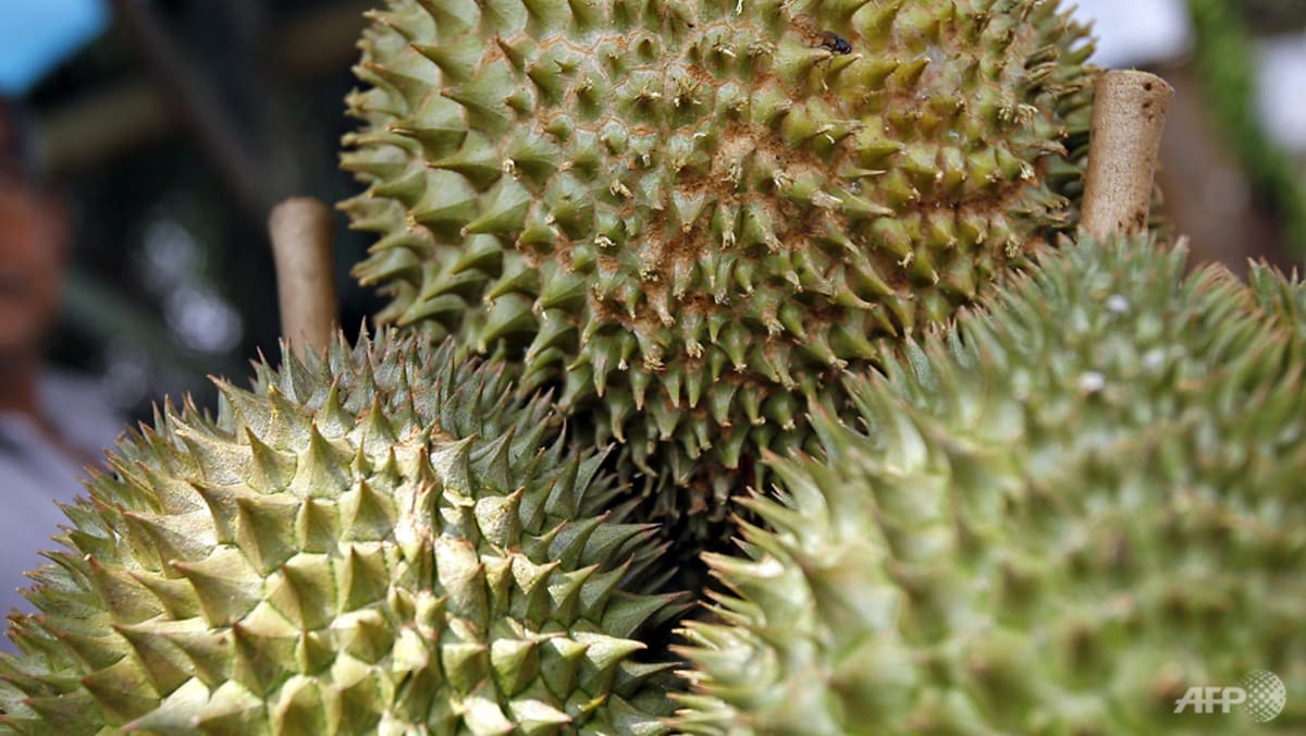 Johor durian prices could spike in upcoming season as farmers expect 50 ...