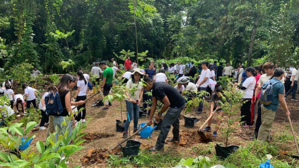 Singapore to plant 1 million trees over the next 10 years - TODAY