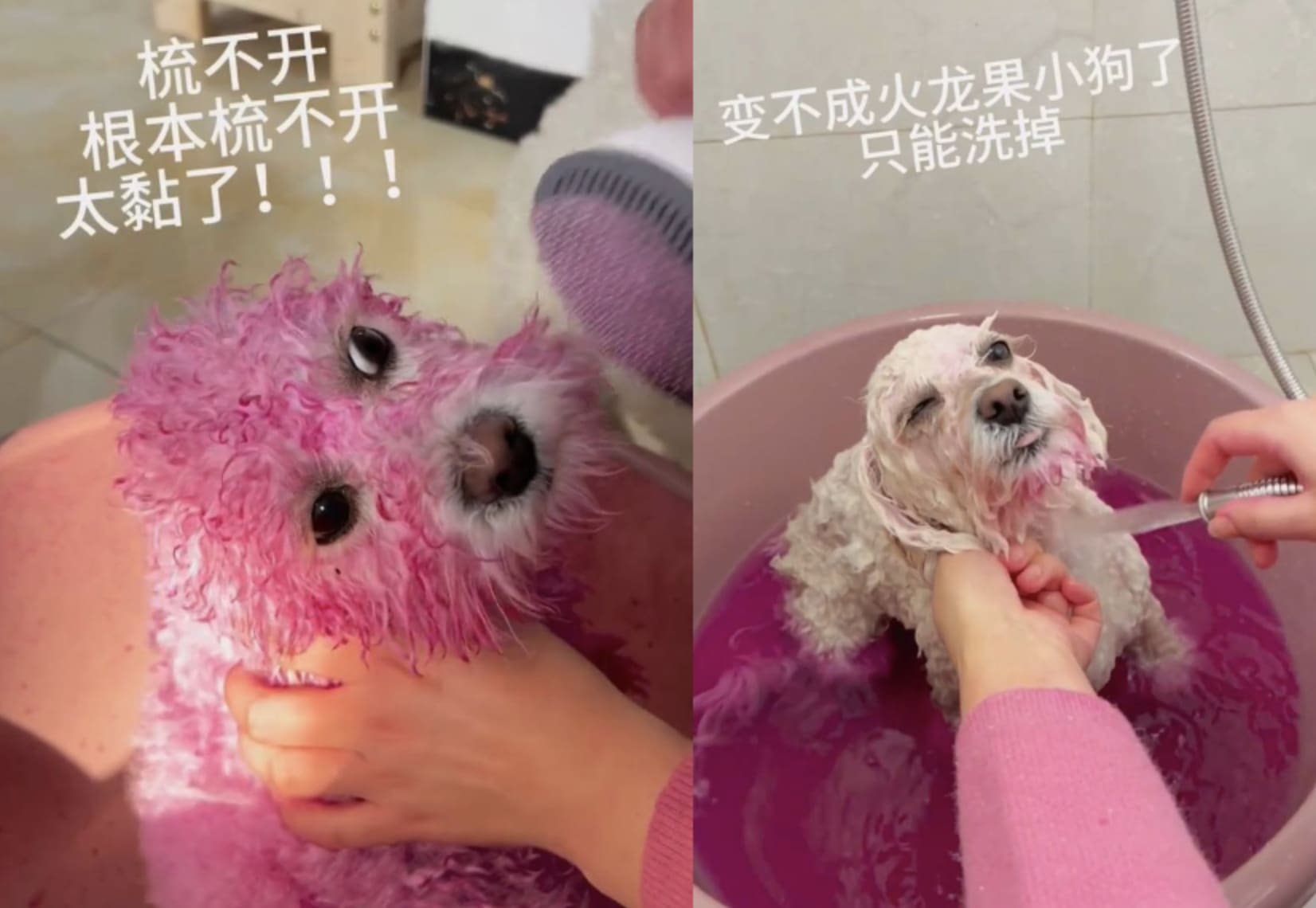 Odd Trend On Chinese Social Media Sees Dog Owners Using Fruits ...