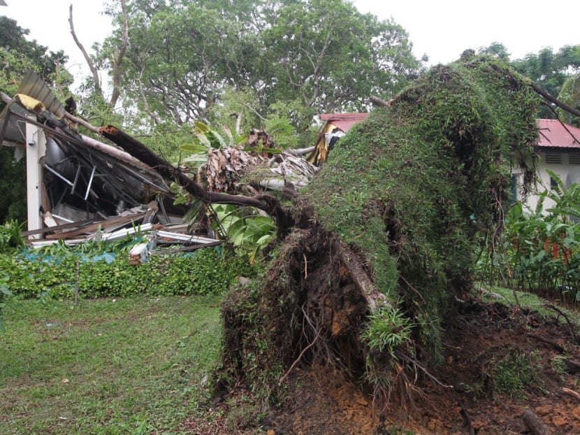 Men trapped after tree falls at Alexandra Hospital - TODAY
