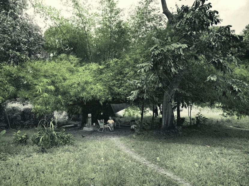 The tree amigos: S’poreans and their fave trees in photo show - TODAY