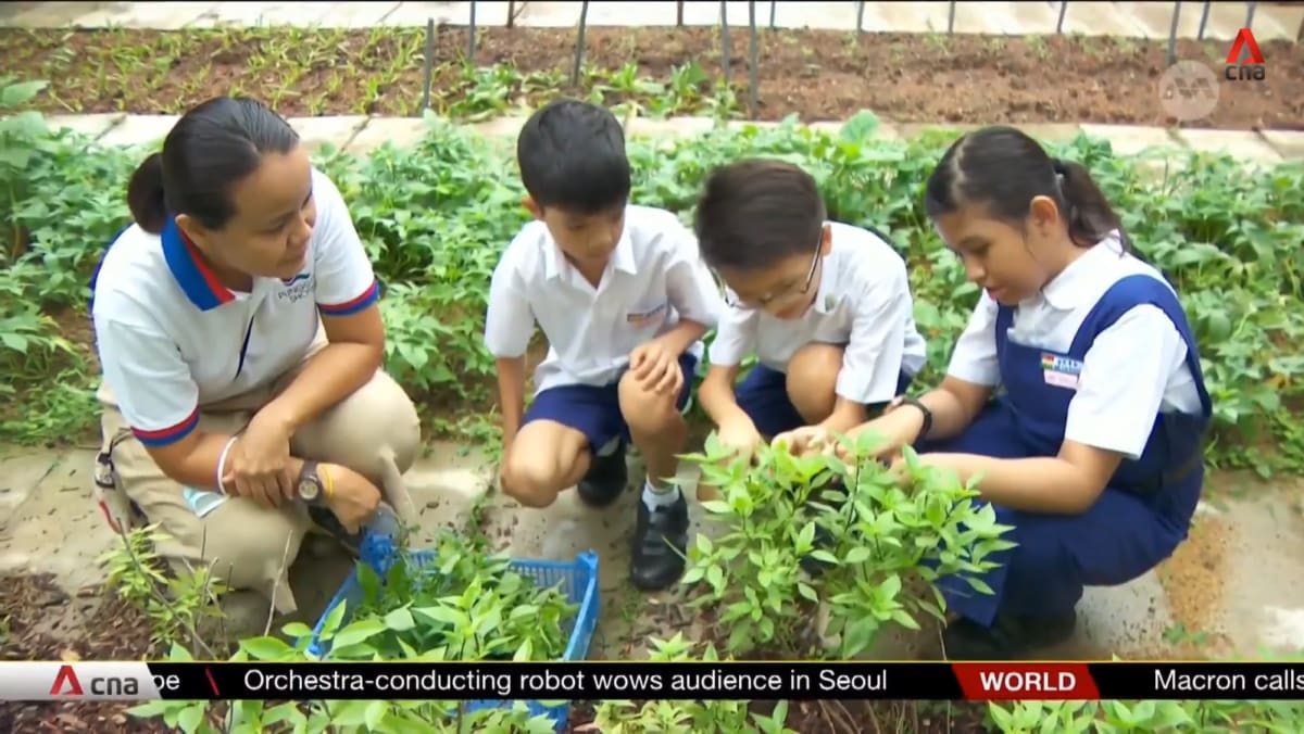 Sustainable tours, urban farming among events under Go Green SG | Video - CNA