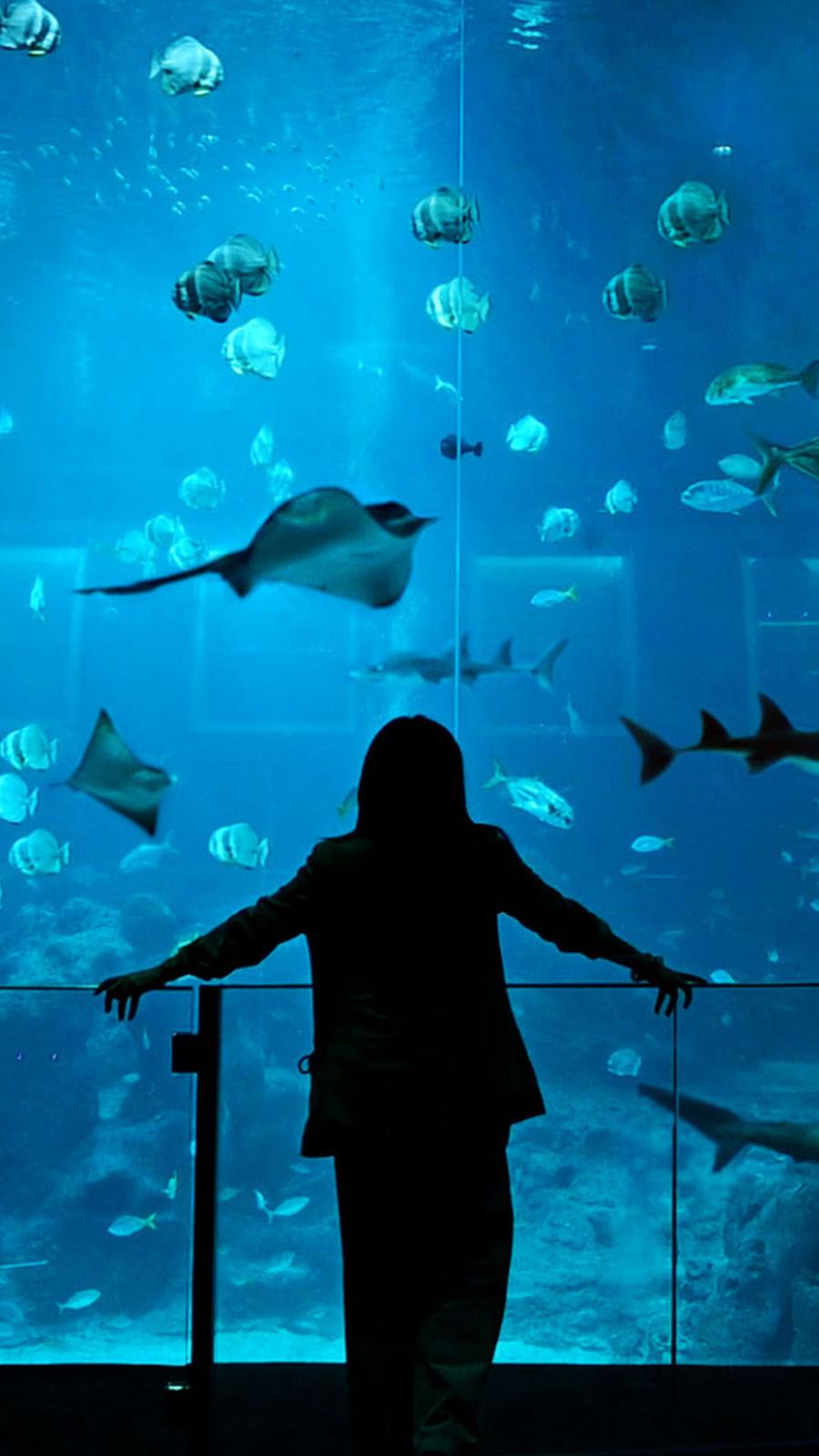 First look at Singapore Oceanarium - CNA