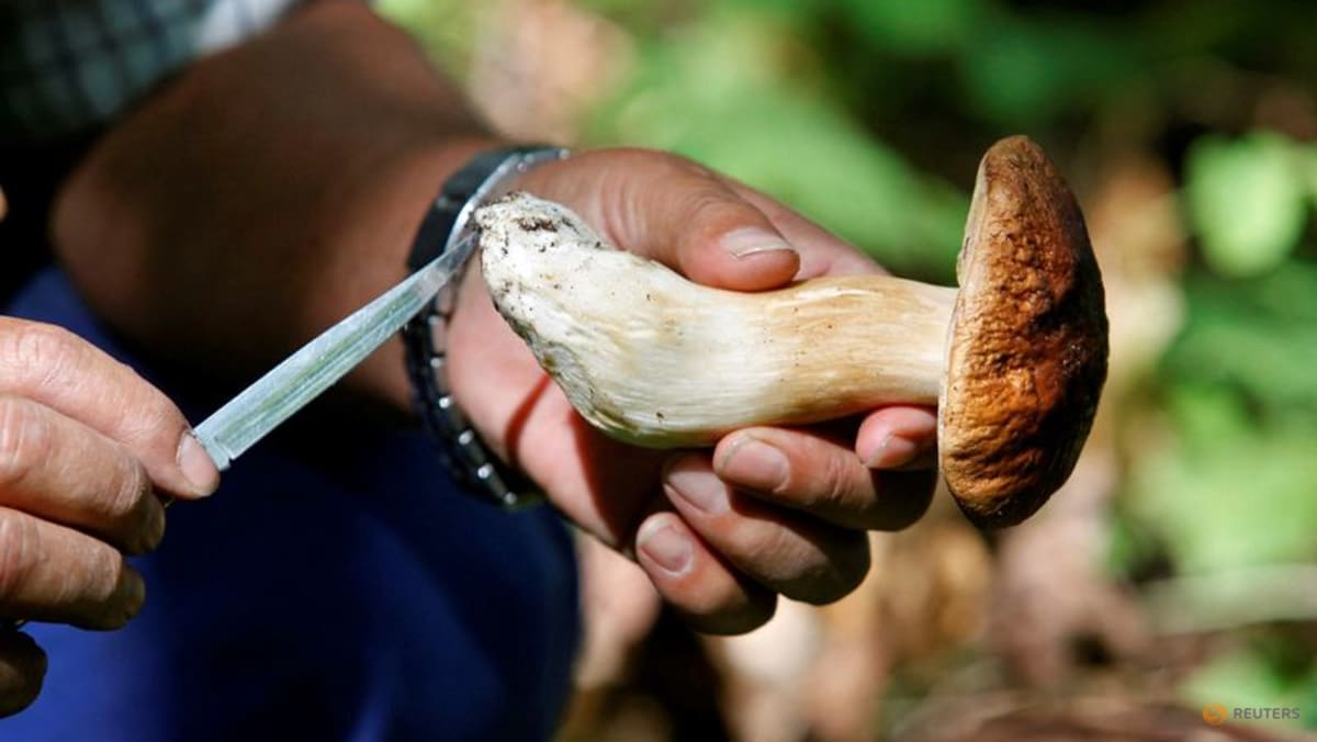 Fungi vital to life face growing risk of extinction, study shows - CNA