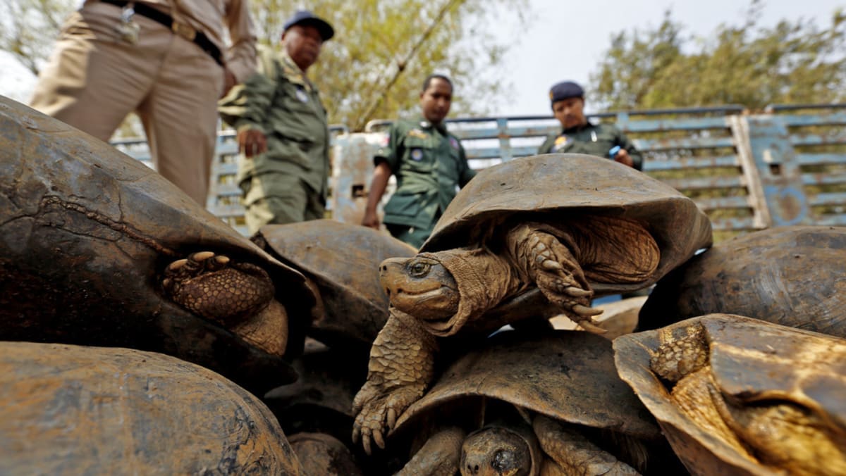 Cambodia steps up efforts to protect rare ‘royal turtles’ - TODAY