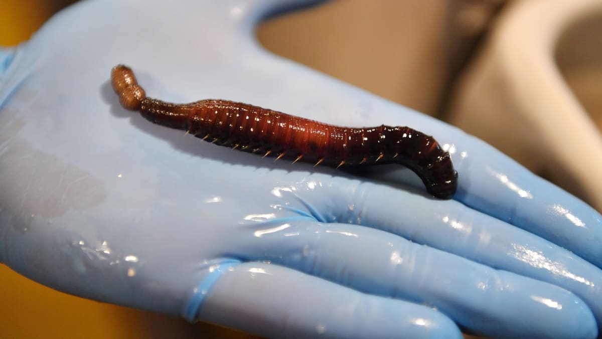 The story of how a worm turned... into a bringer of medical miracles ...