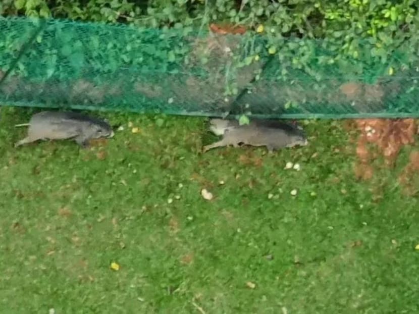 NParks advises Upper Thomson condominium to fix gaps in fences after ...