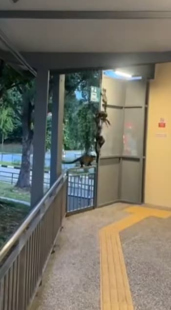 Baby Civet Cats Spotted Hanging Out At Clementi HDB Lift Lobby - 8days