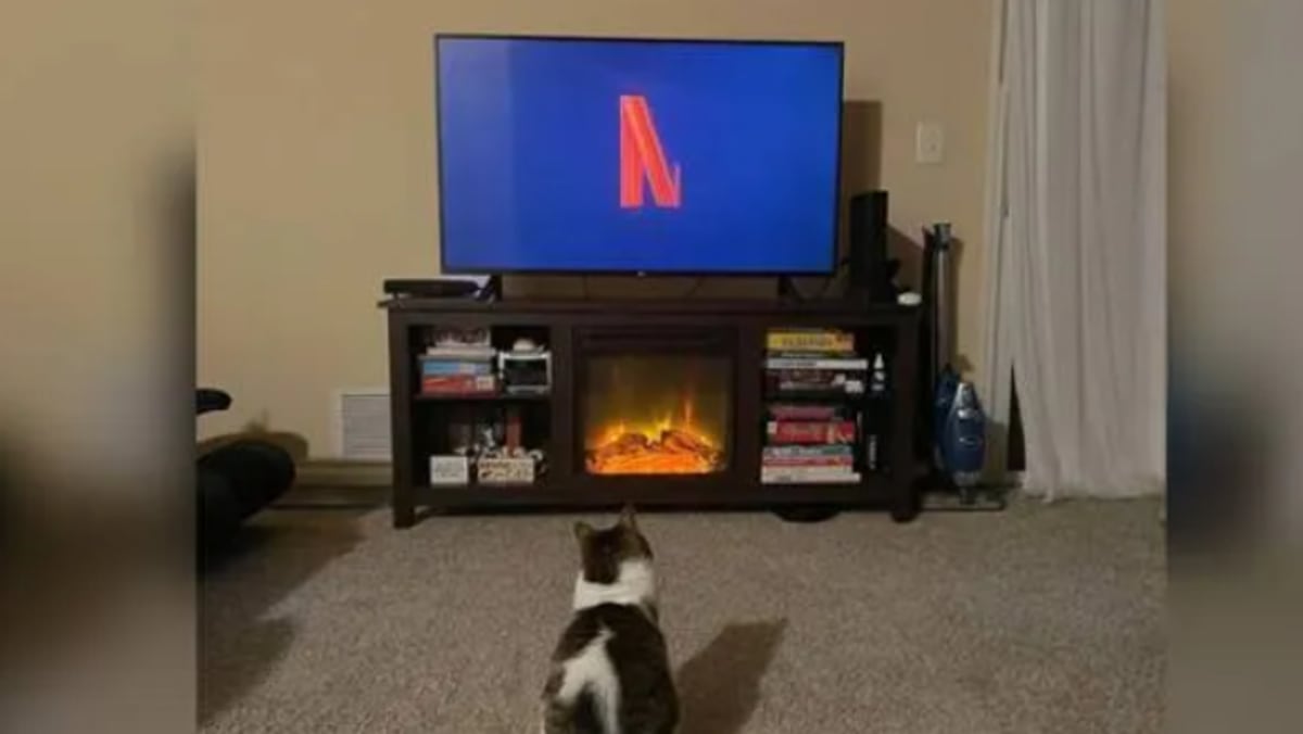 Pemilik kucing ini terkejut dengan tabiat pelik haiwan peliharaannya ...