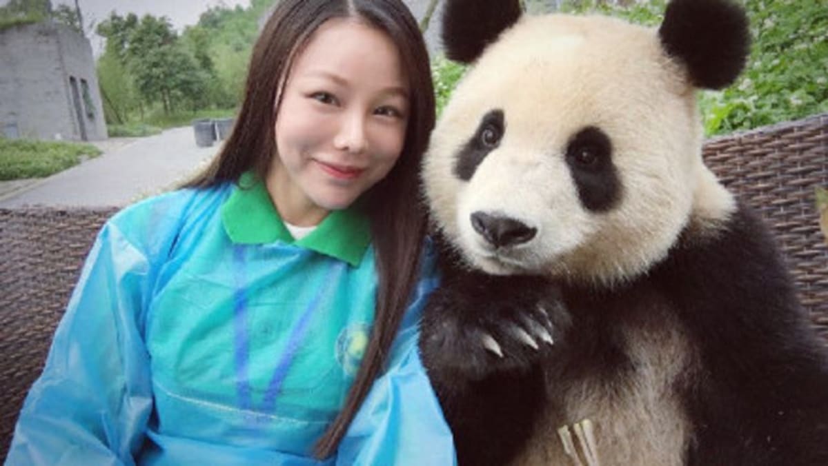 Panda-i sungguh haiwan ini, mungkin lebih bijak ber‘selfie’ berbanding ...