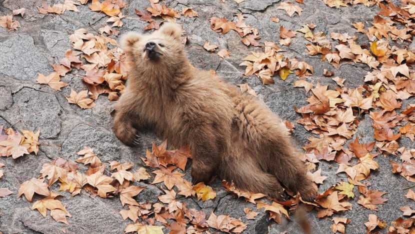 Shanghai bear cub Junjun becomes breakout star - CNA
