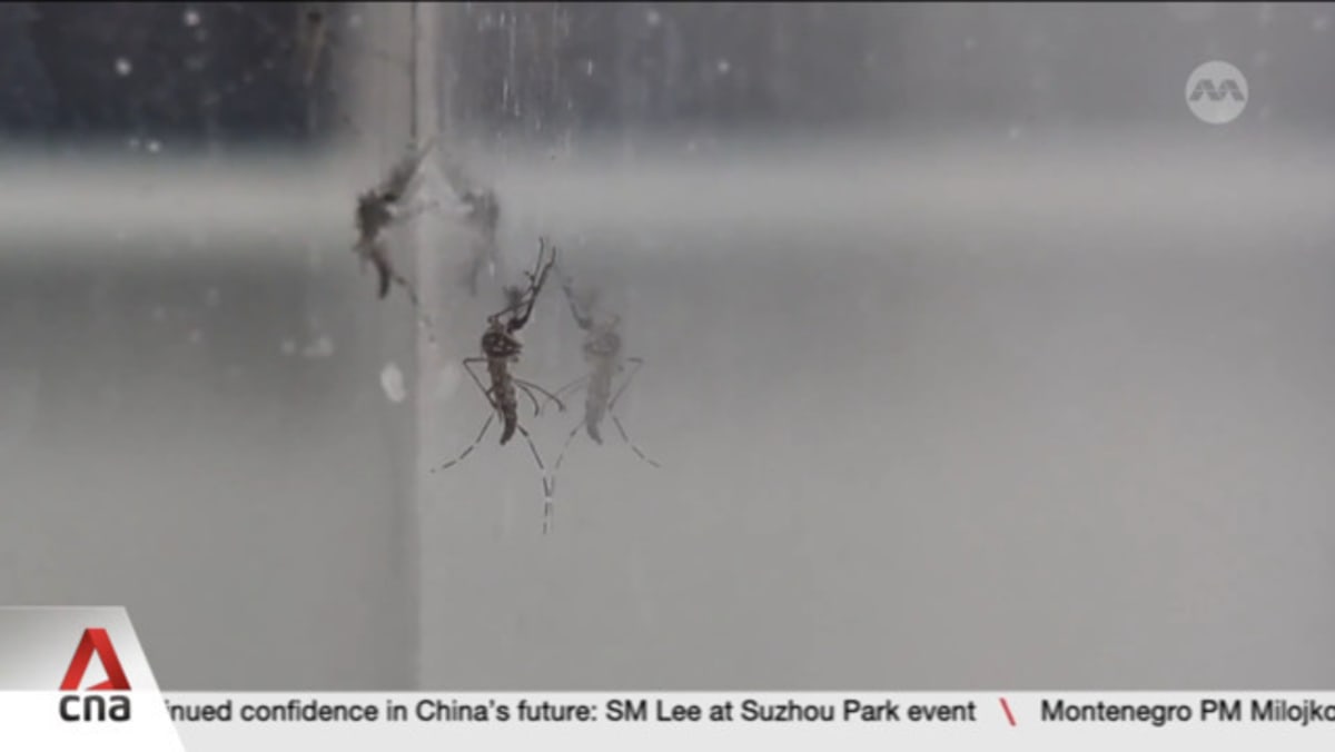 Dengue: Project Wolbachia to be expanded to cover 50% of all households ...