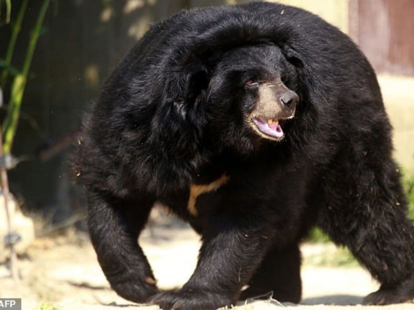asiatic black bear attack