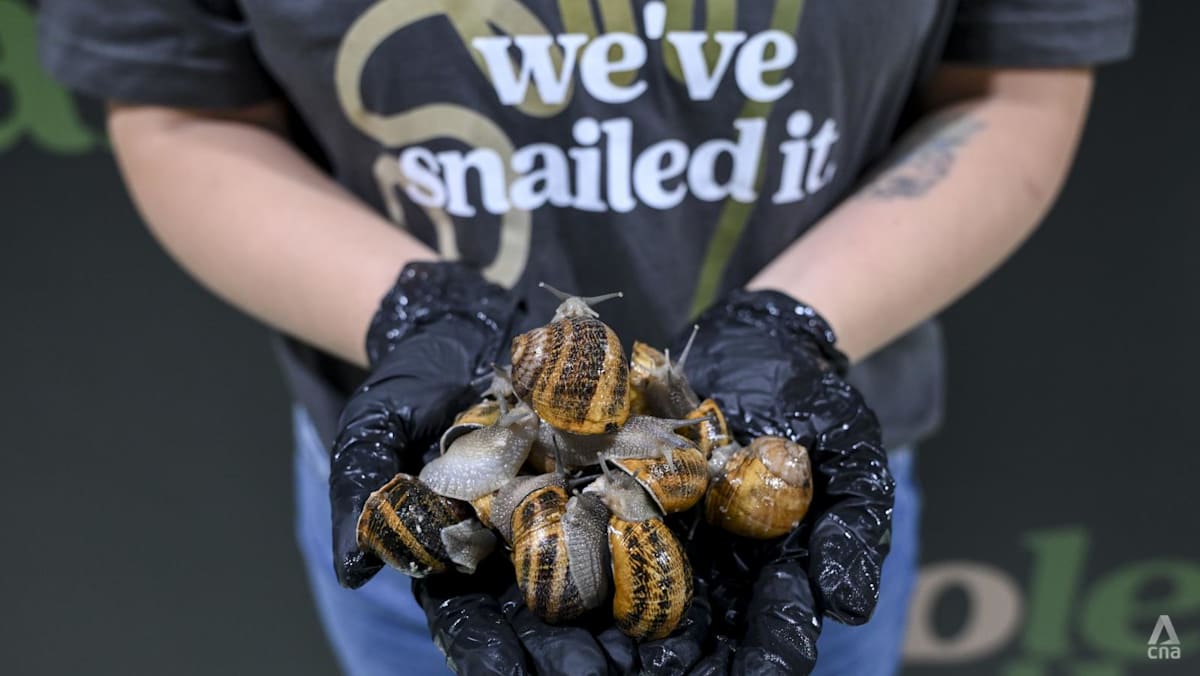 'Expressive with their eye stalks': The art of raising happy snails at ...