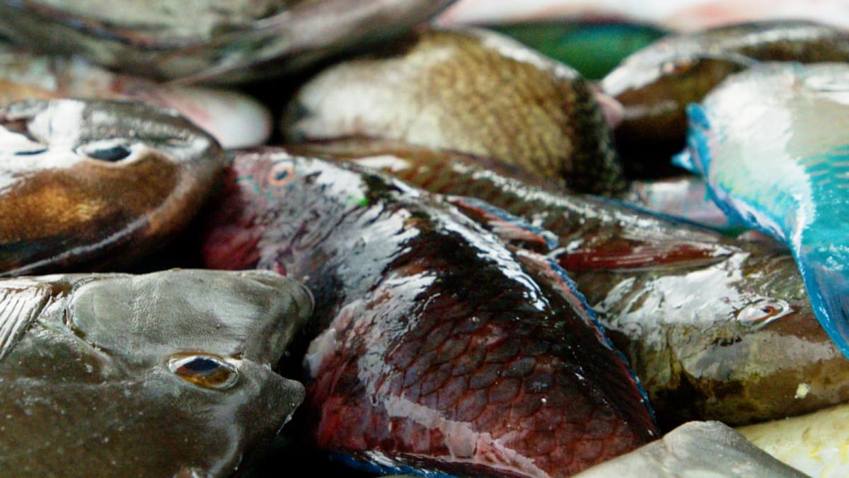 Sour, Salty & Alive - Fish To Ferment - CNA