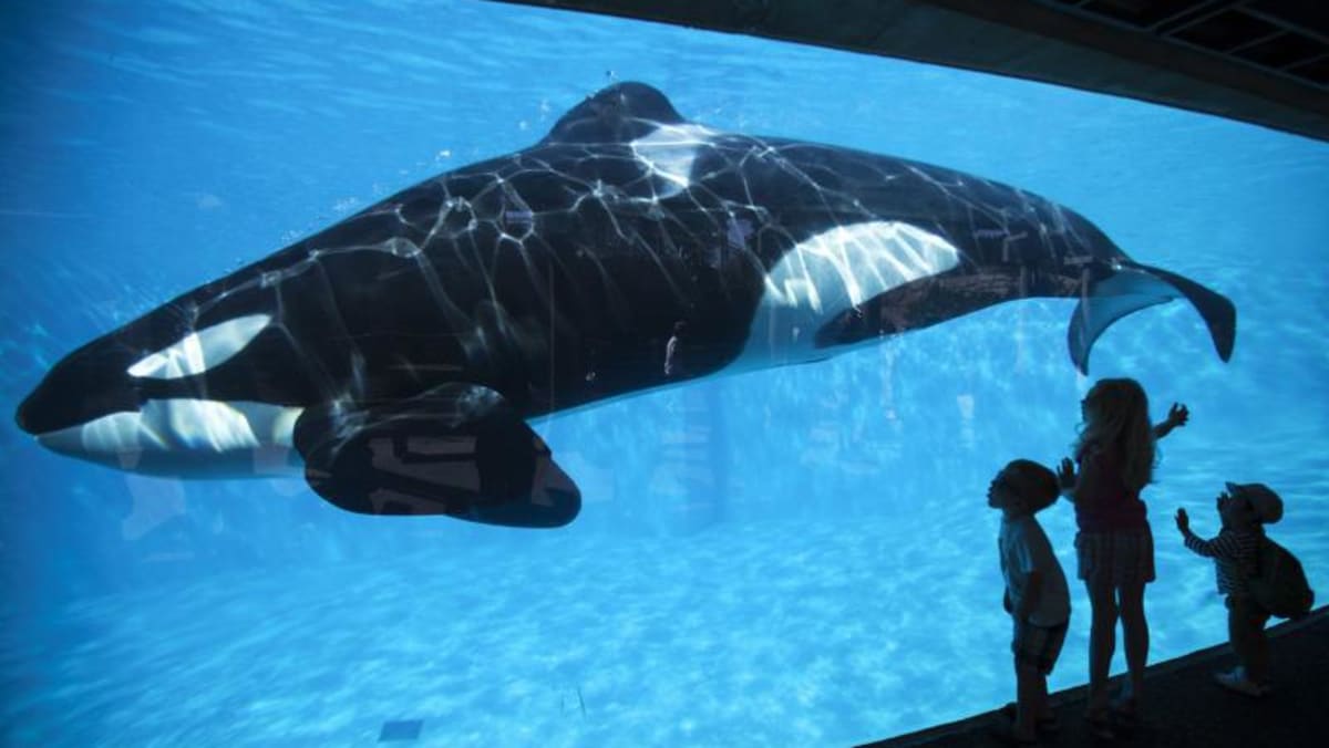 California agency approves expansion of SeaWorld whale tanks - TODAY
