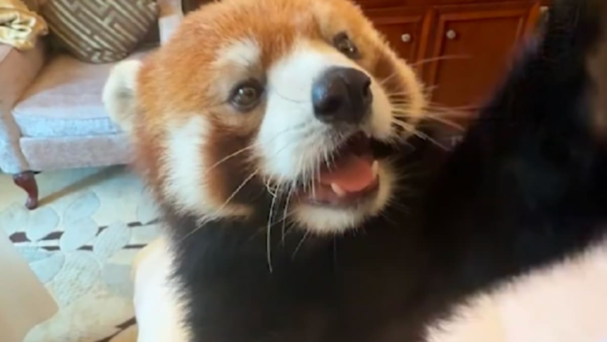 Red panda "wake-up calls" banned from Chinese hotel - CNA