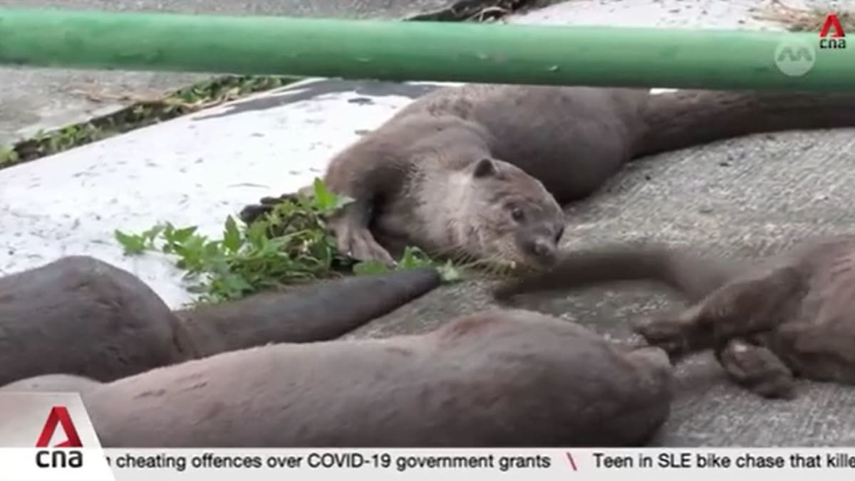 Why do otters attack humans? - CNA