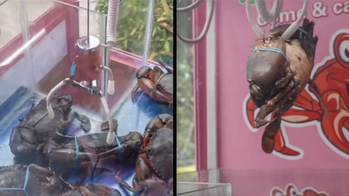 SPCA lodges report over seafood restaurant's live crab claw machine - CNA