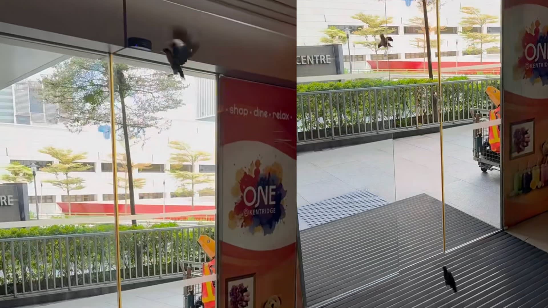 Birds Trapped In Kent Ridge Mall Activate Automatic Sliding Door Sensor ...