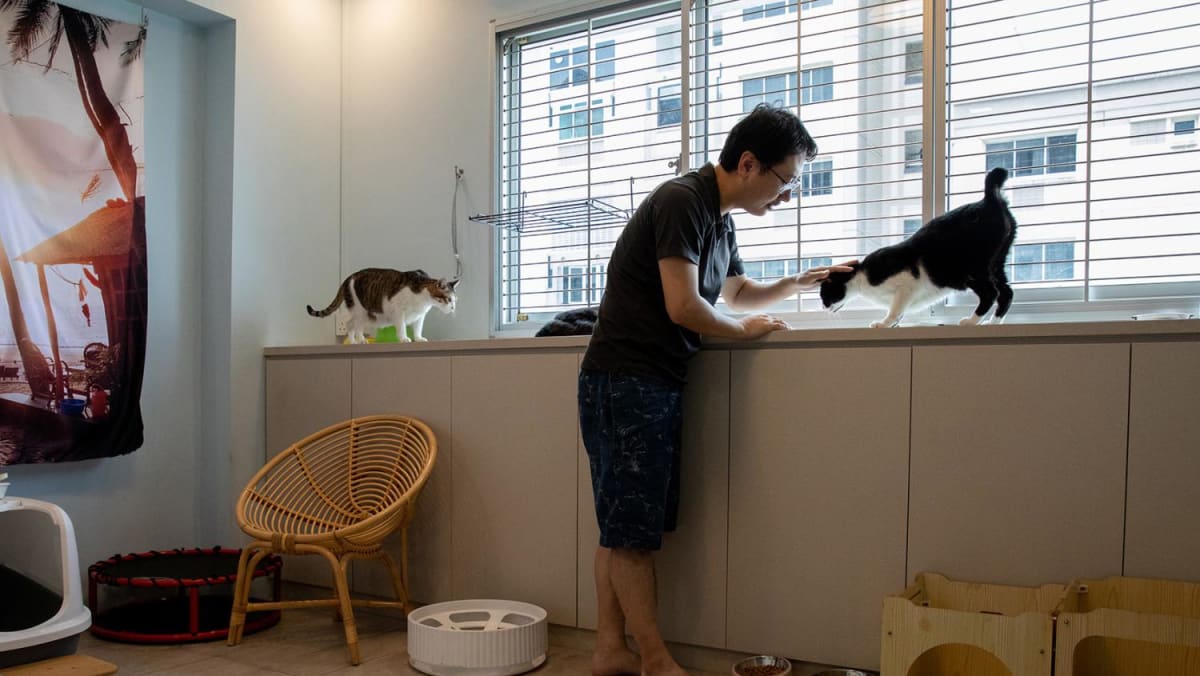 The Big Read in short: Allowing pet cats in HDB flats — what are the ...