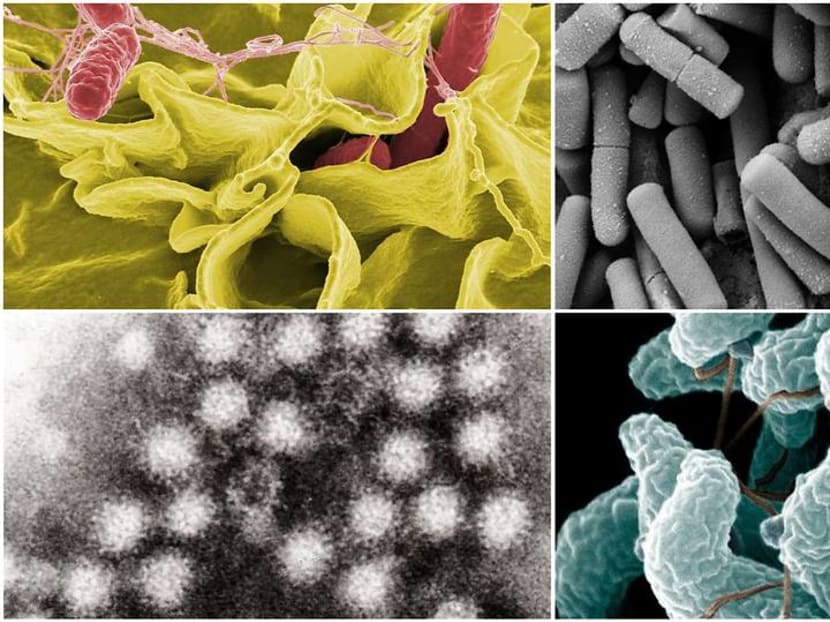 Spize food poisoning: 6 types of pathogens found - CNA Lifestyle